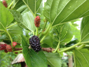 Moerbeiboom - Bijbelse Tuin Hoofddorp