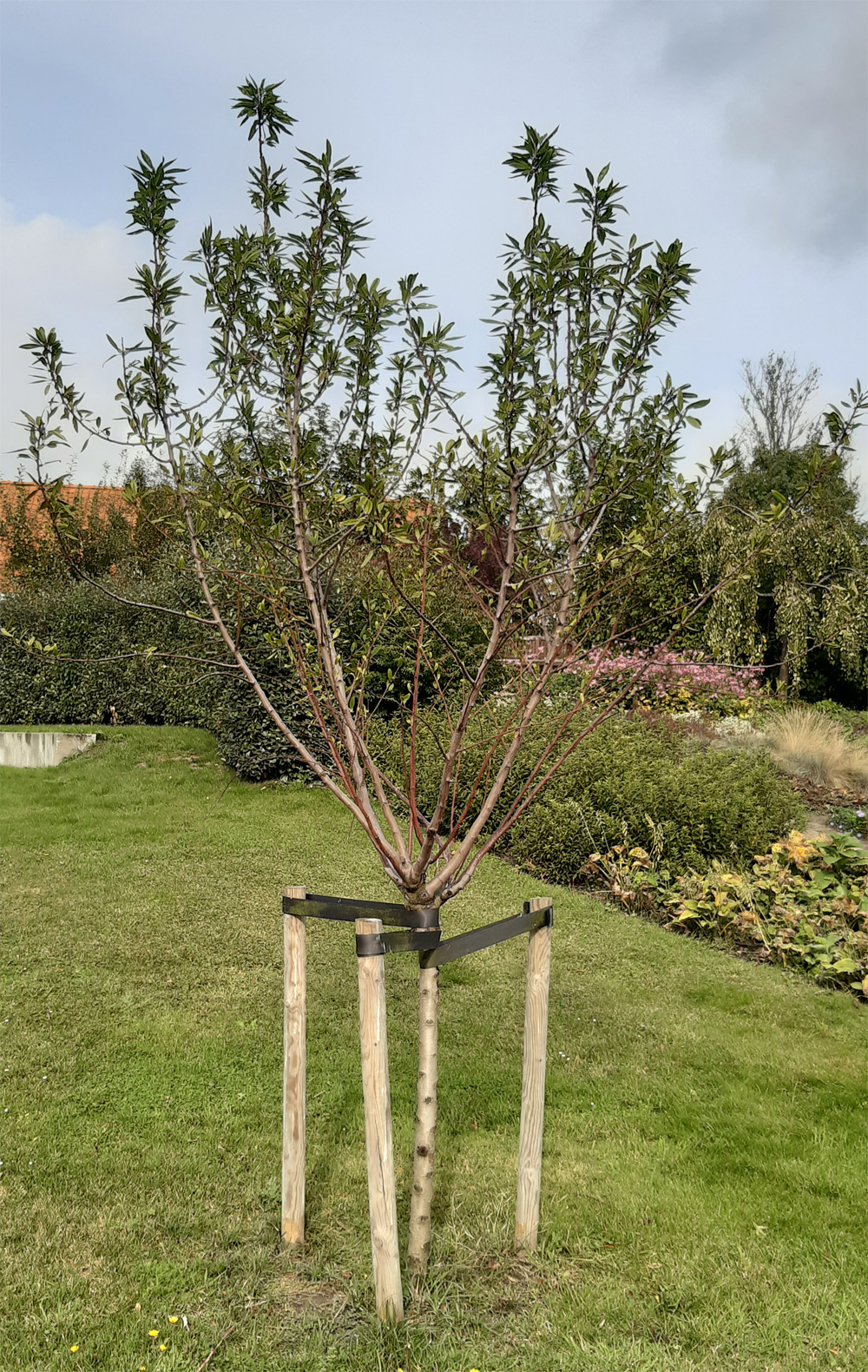Amandelboom - Bijbelse Tuin Hoofddorp